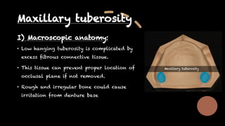 Fibrous Maxillary Tuberosity
