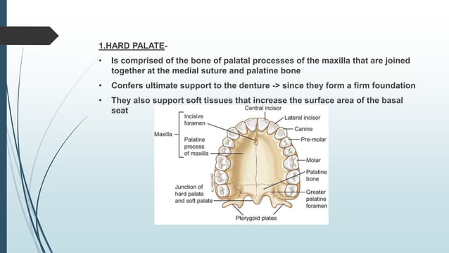 MAXILLARY ANATOMICAL LANDMARKS.pptx