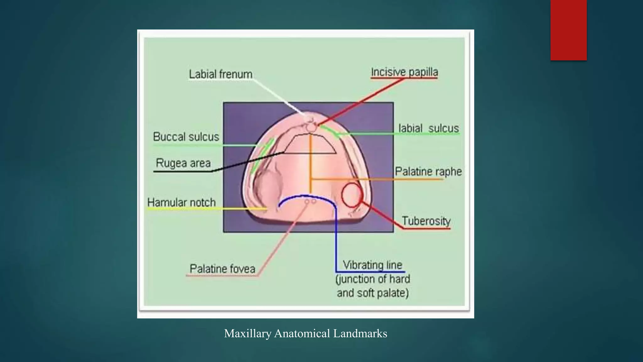 Maxillary and mandbular anatomical landmarks | PPTX
