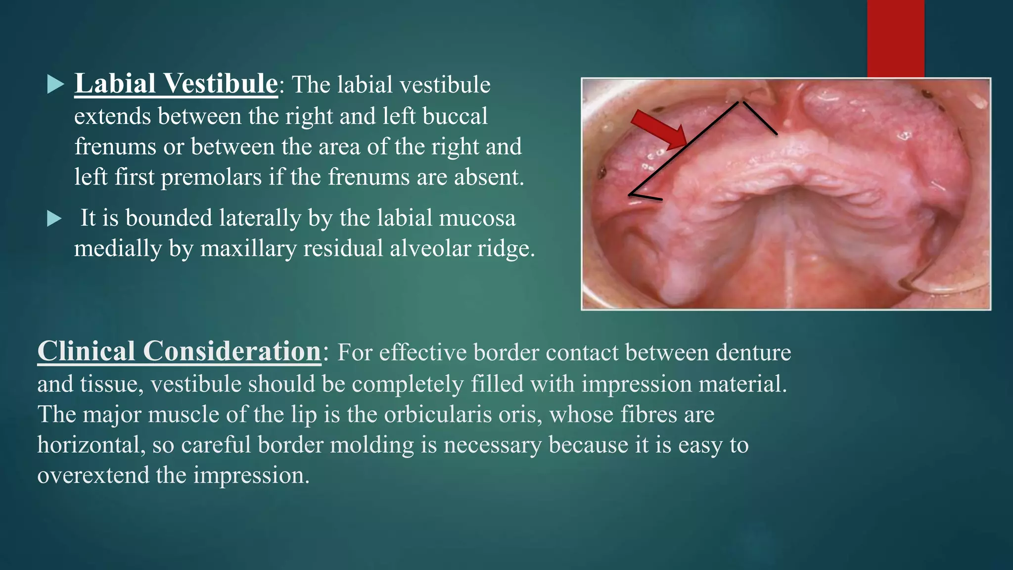 Maxillary and mandbular anatomical landmarks | PPTX