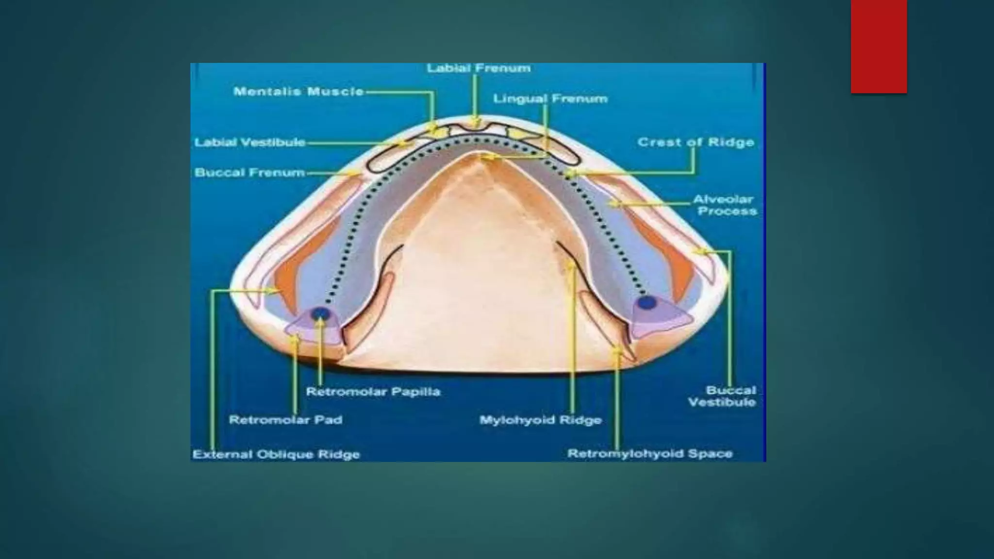 Maxillary and mandbular anatomical landmarks | PPTX