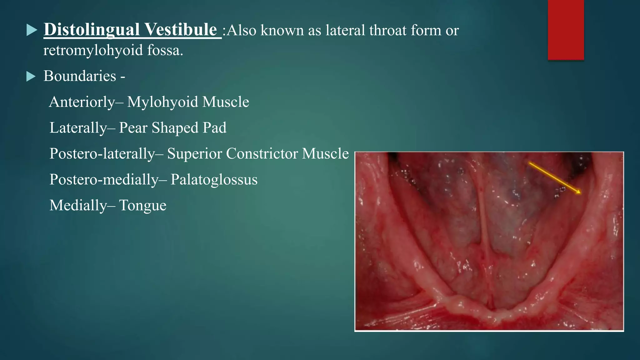 Maxillary and mandbular anatomical landmarks | PPTX