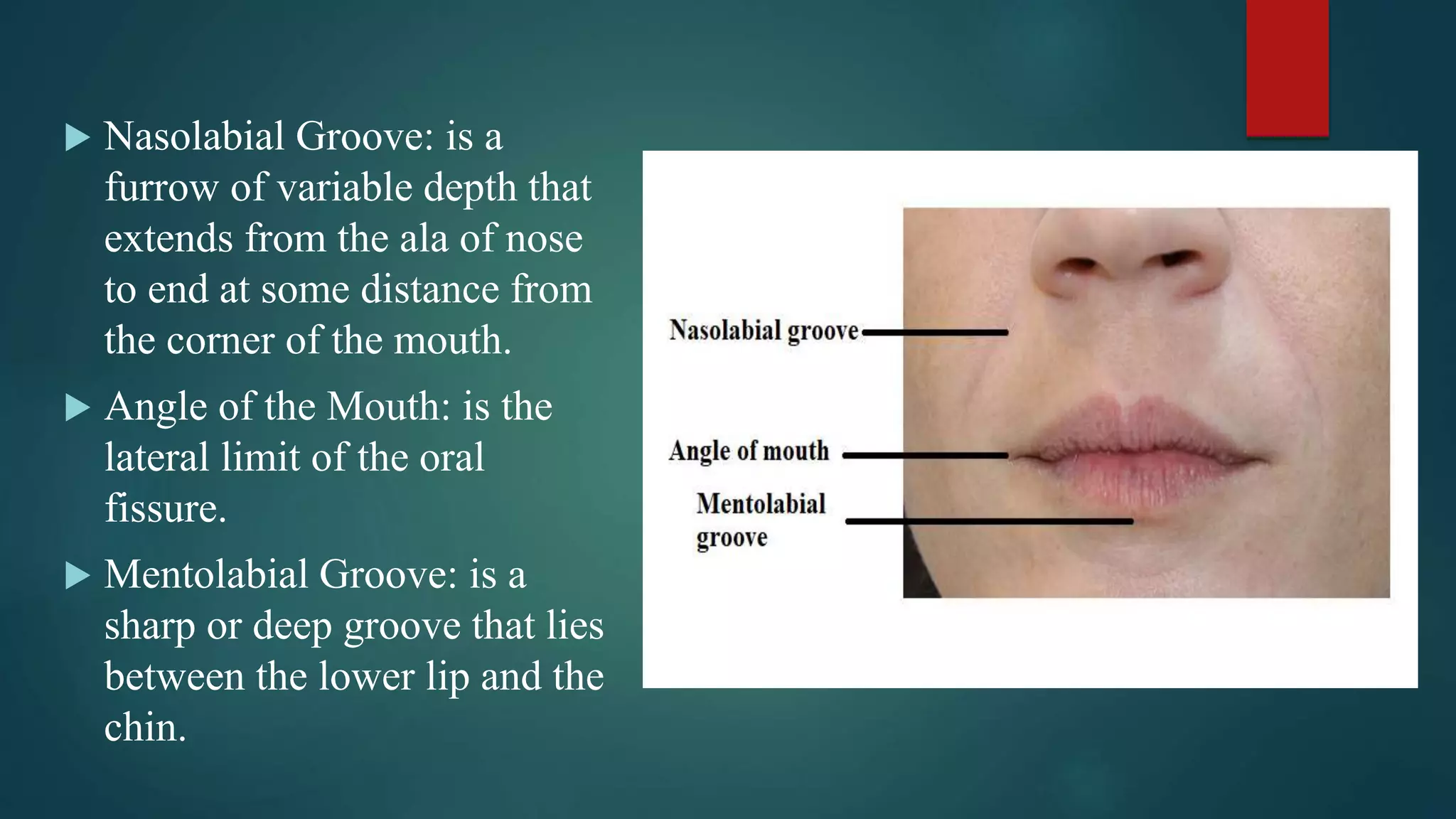Maxillary and mandbular anatomical landmarks | PPTX