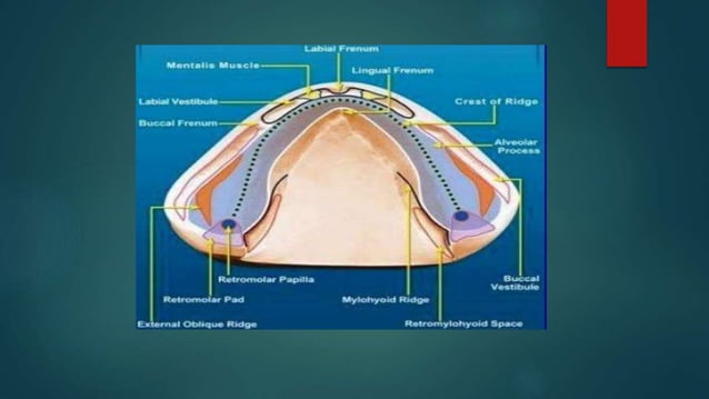Maxillary and mandbular anatomical landmarks | PPTX | Dental Health ...