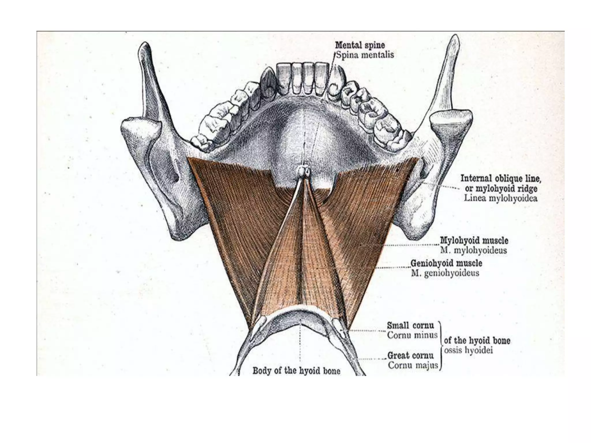 Maxillary and mandibular anatomical land marks | PPTX