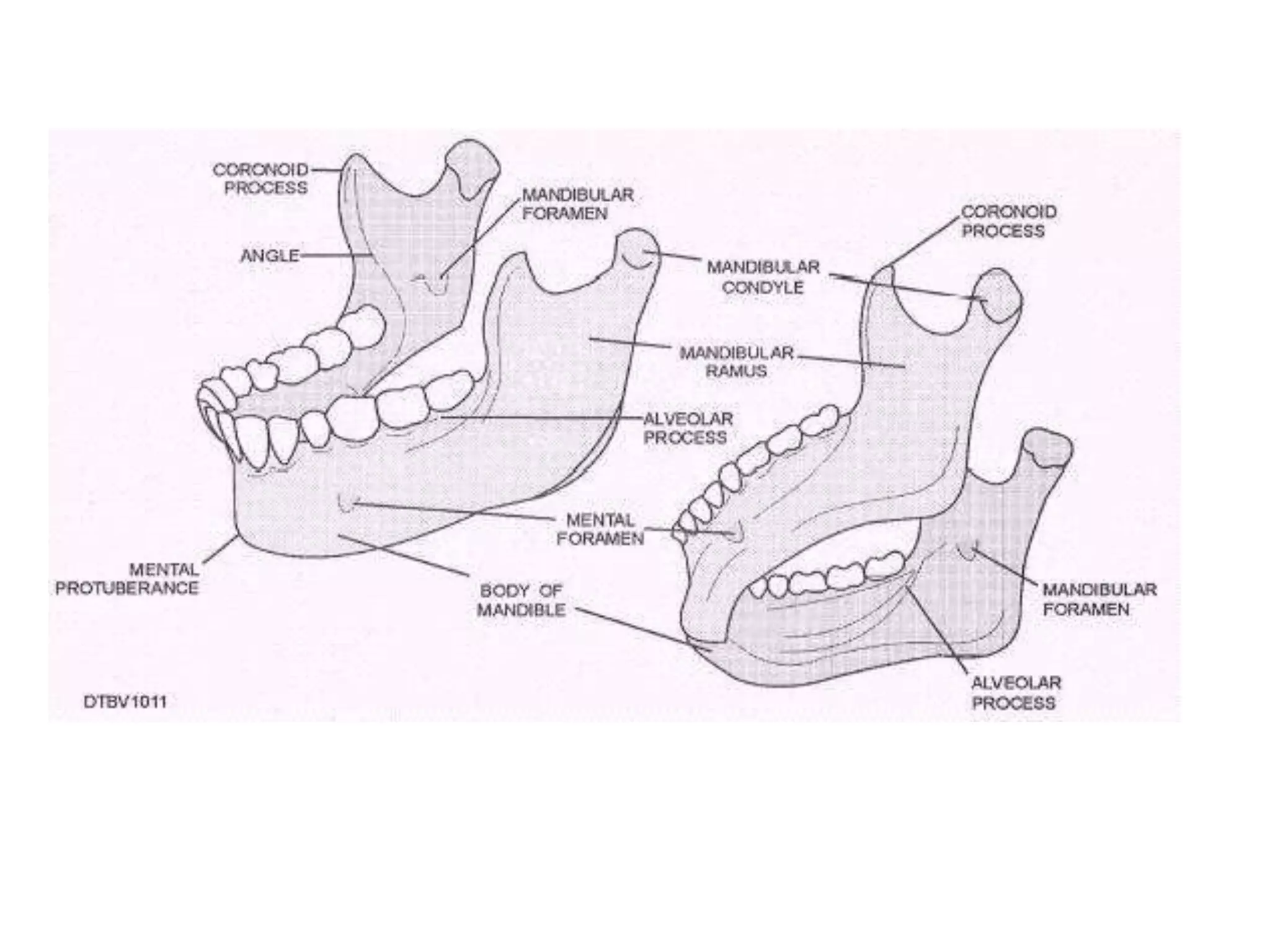 Maxillary and mandibular anatomical land marks | PPTX