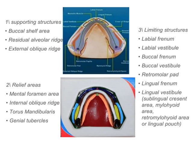 Maxillary and mandibular anatomical land marks | PPTX