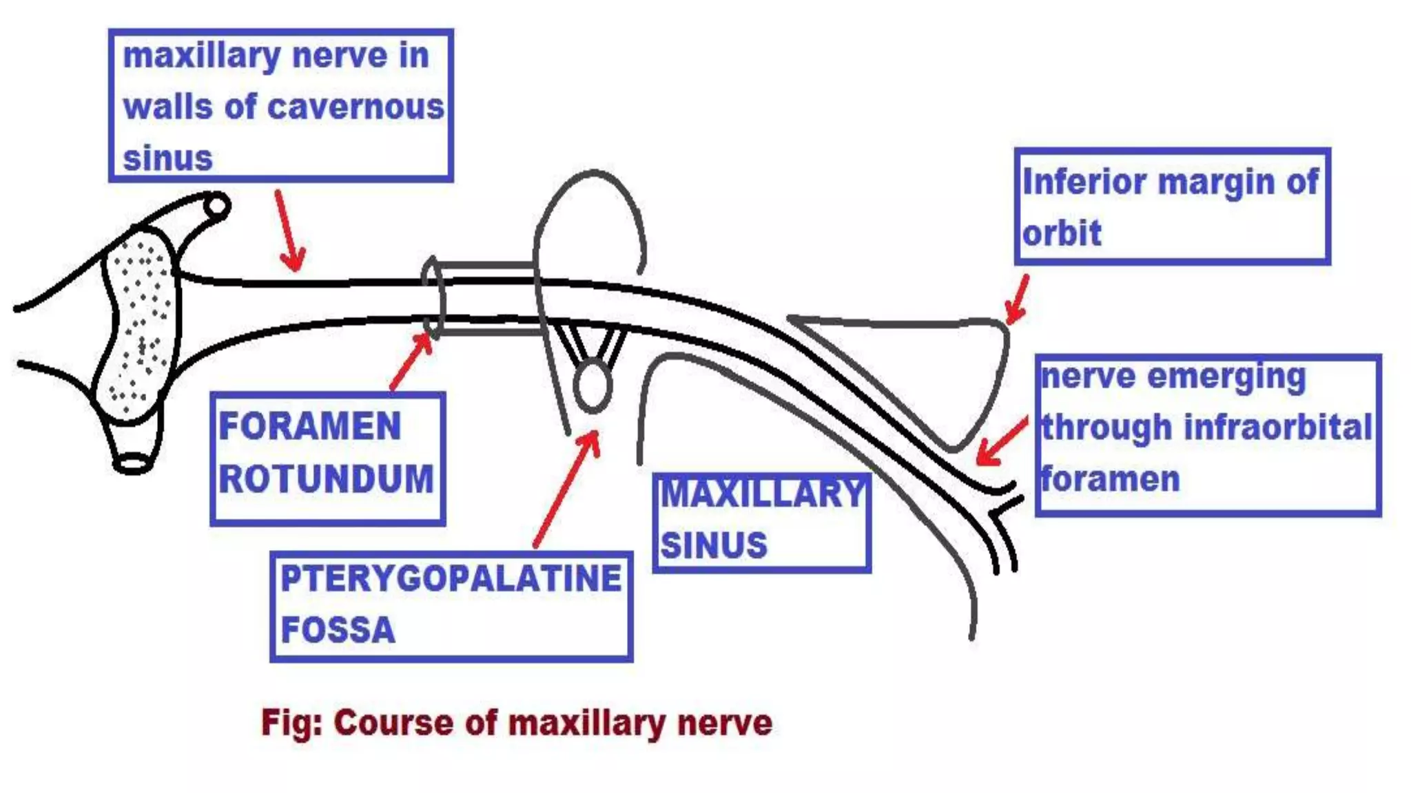 Maxillary anesthesia: its technique | PPTX
