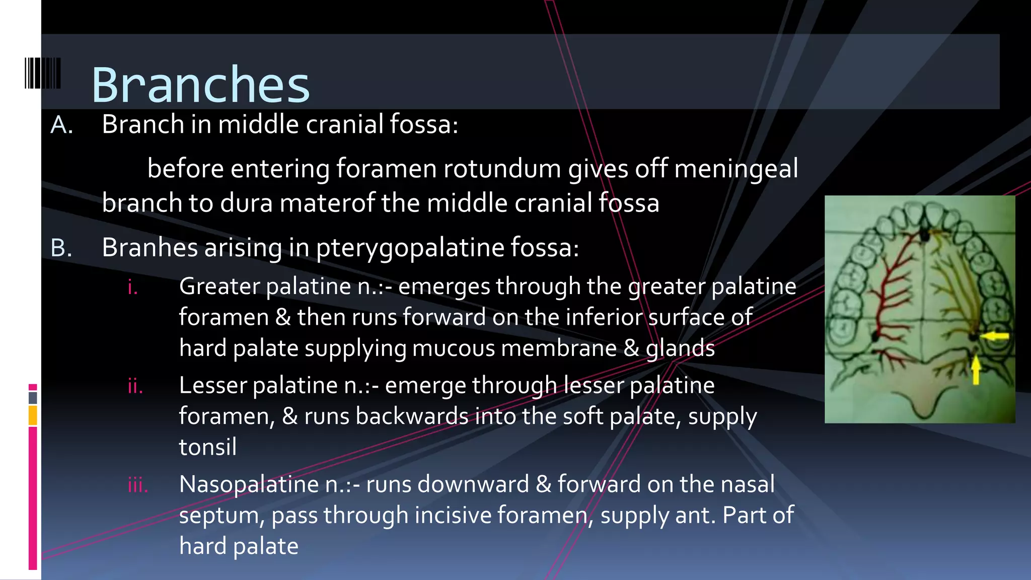 Maxillary anesthesia: its technique | PPTX