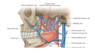 Maxillary artery, Mandibular nerve and Otic ganglion.pptx