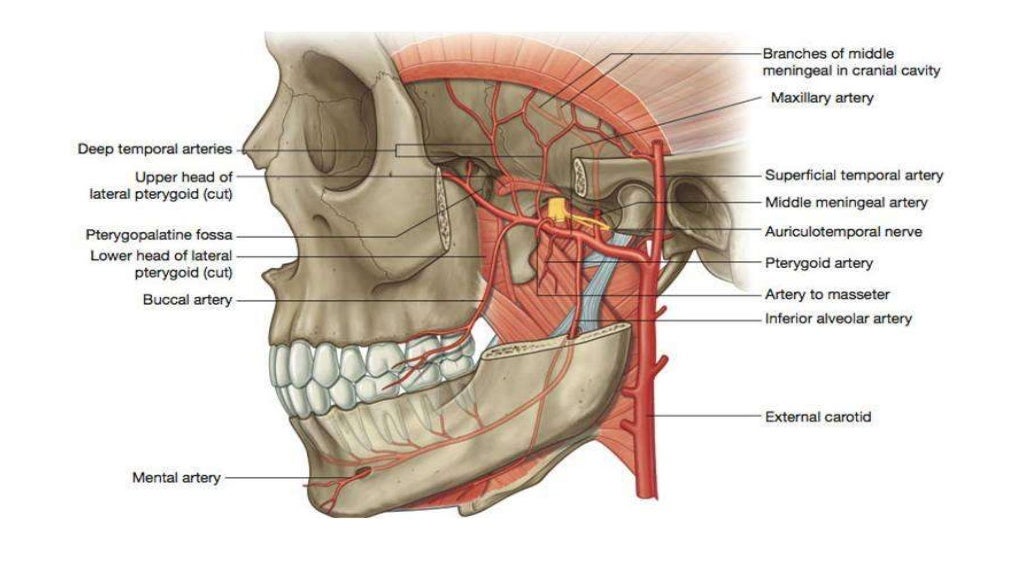 Maxillary artery, Mandibular nerve and Otic ganglion.pptx