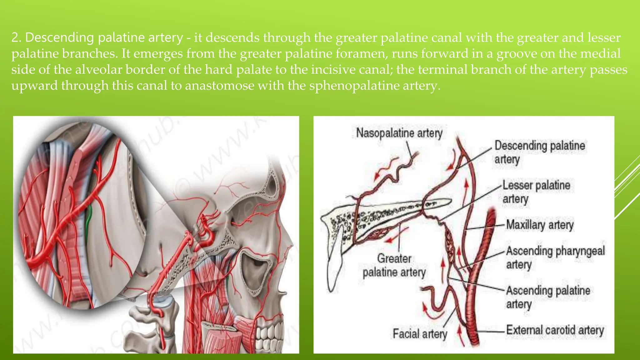 maxillary artery presentation for anatomy | PPTX