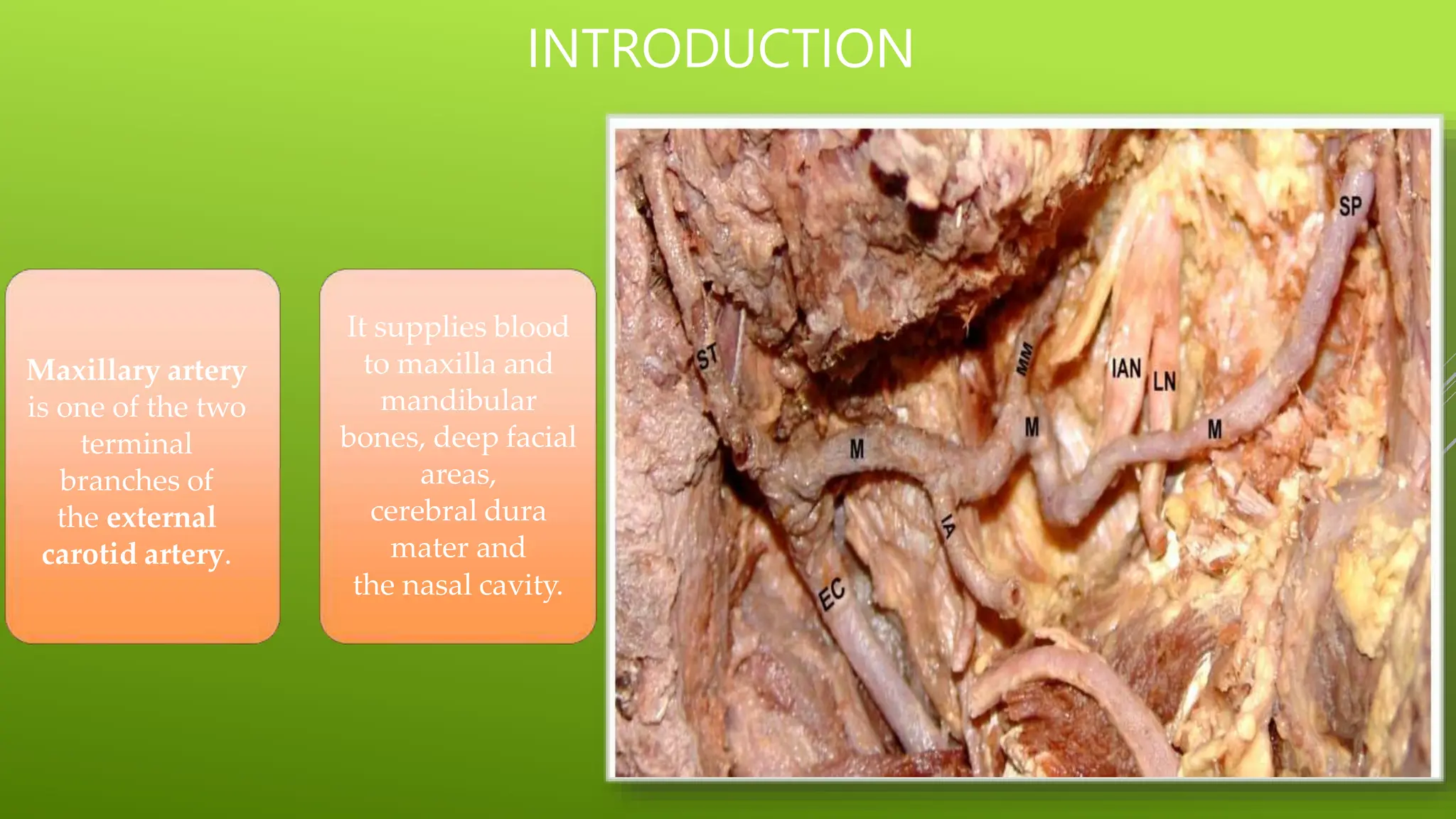 maxillary artery presentation for anatomy | PPTX