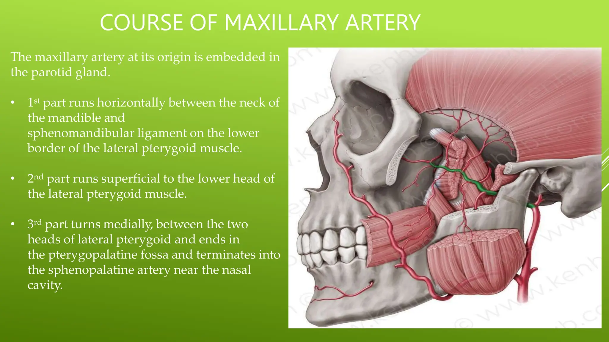 maxillary artery presentation for anatomy | PPTX