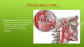 maxillary artery presentation for anatomy | PPTX