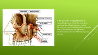 maxillary artery presentation for anatomy | PPTX