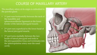 maxillary artery presentation for anatomy | PPTX