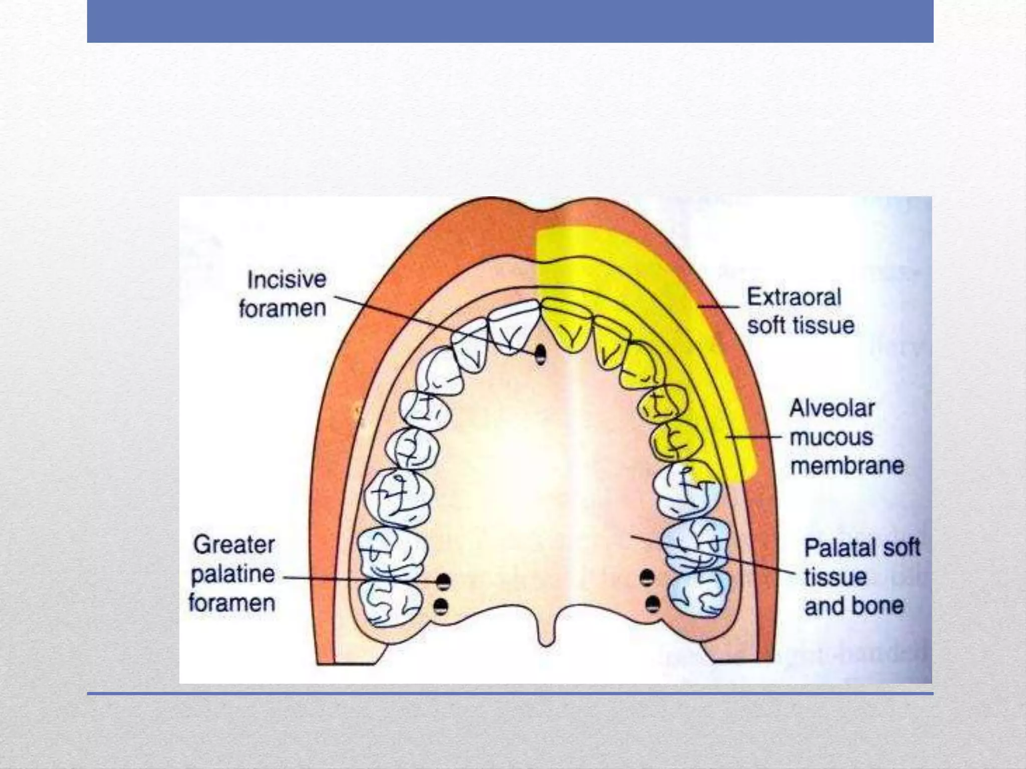 Maxillary blocks | PPTX
