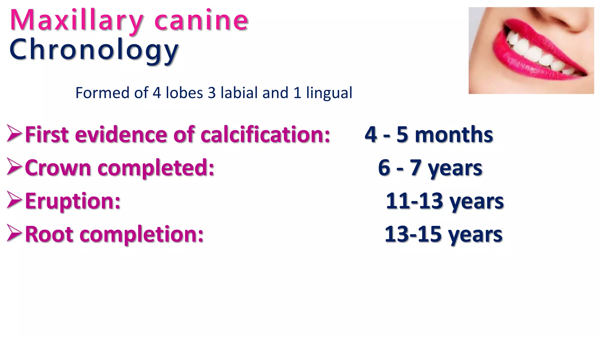 Maxillary canine | PPTX