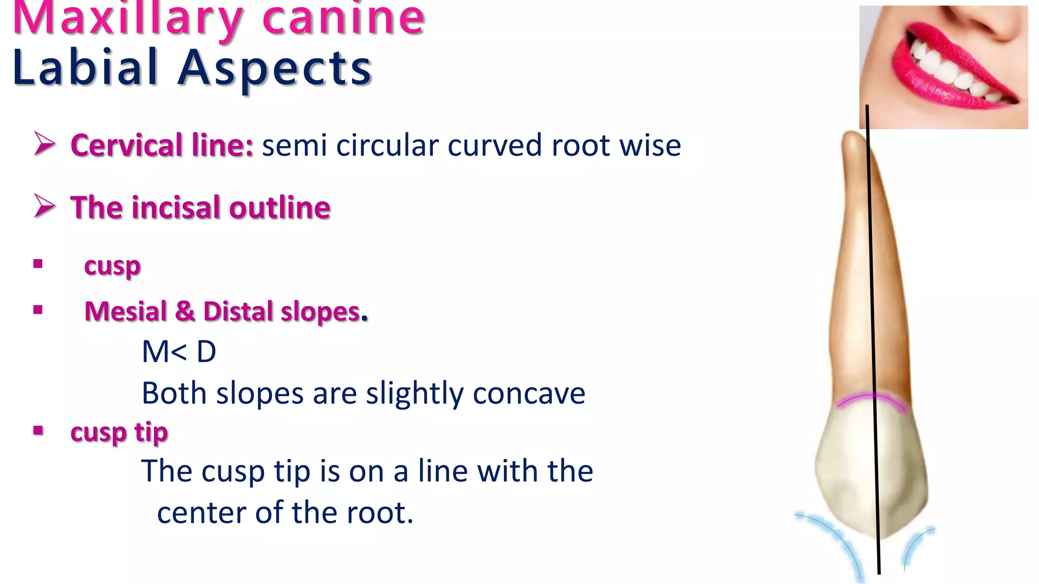 Maxillary canine | PPTX