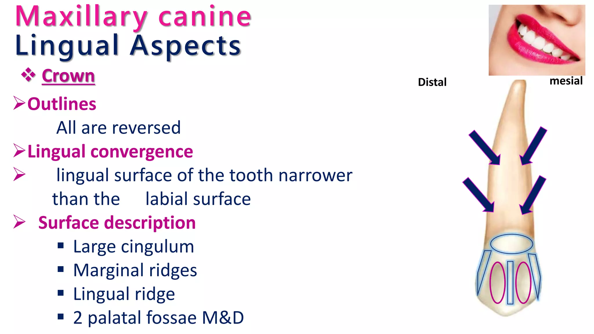Maxillary canine | PPTX