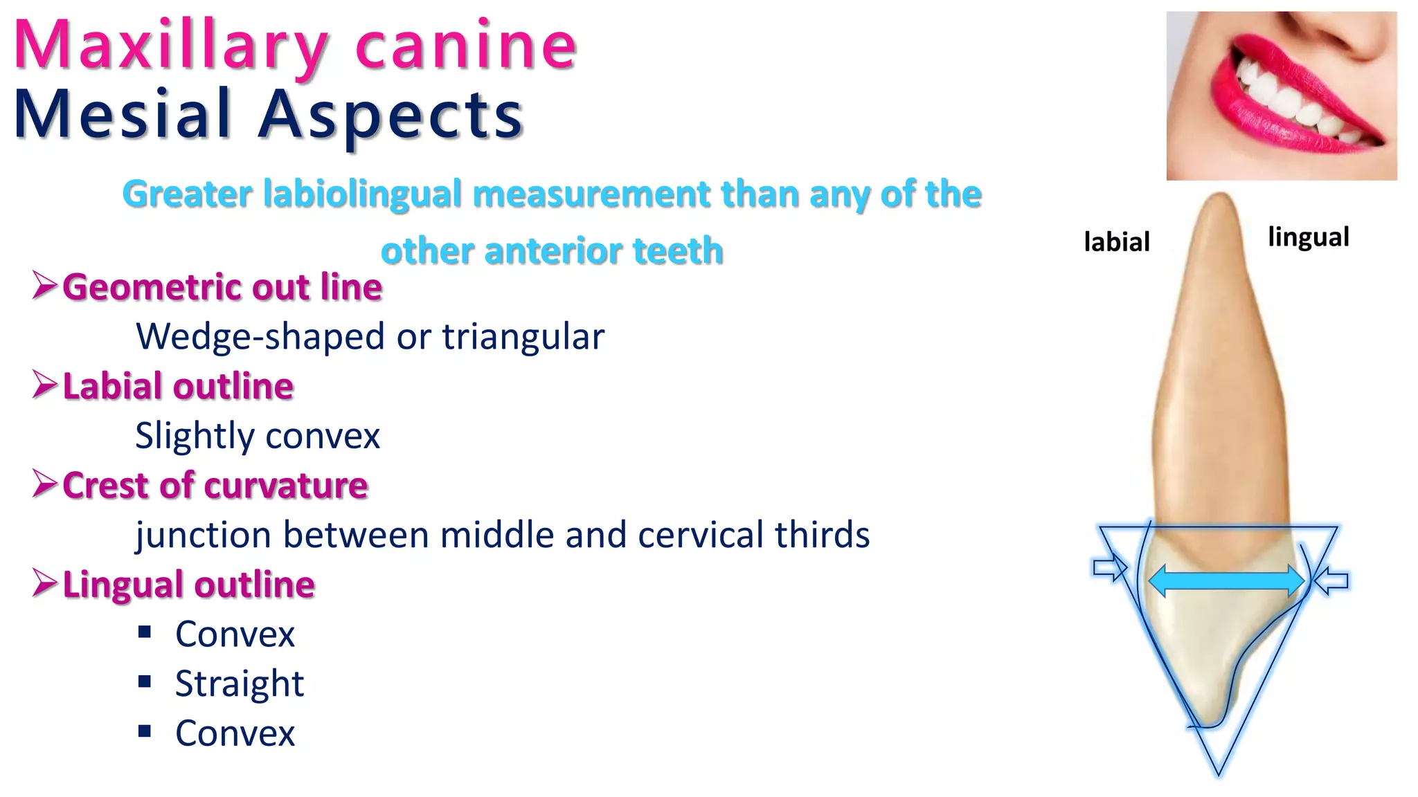 Maxillary canine | PPTX