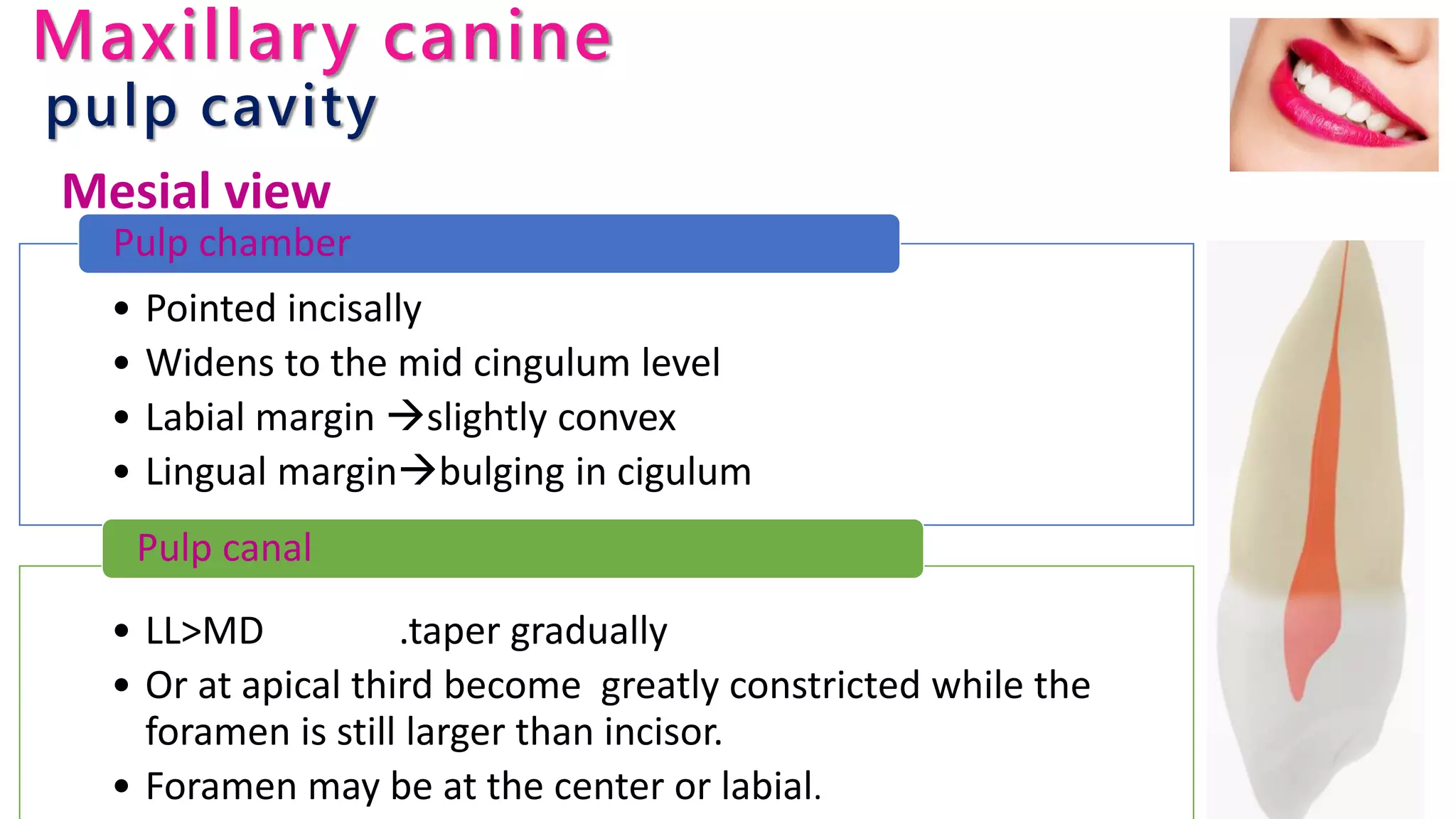 Maxillary canine | PPTX