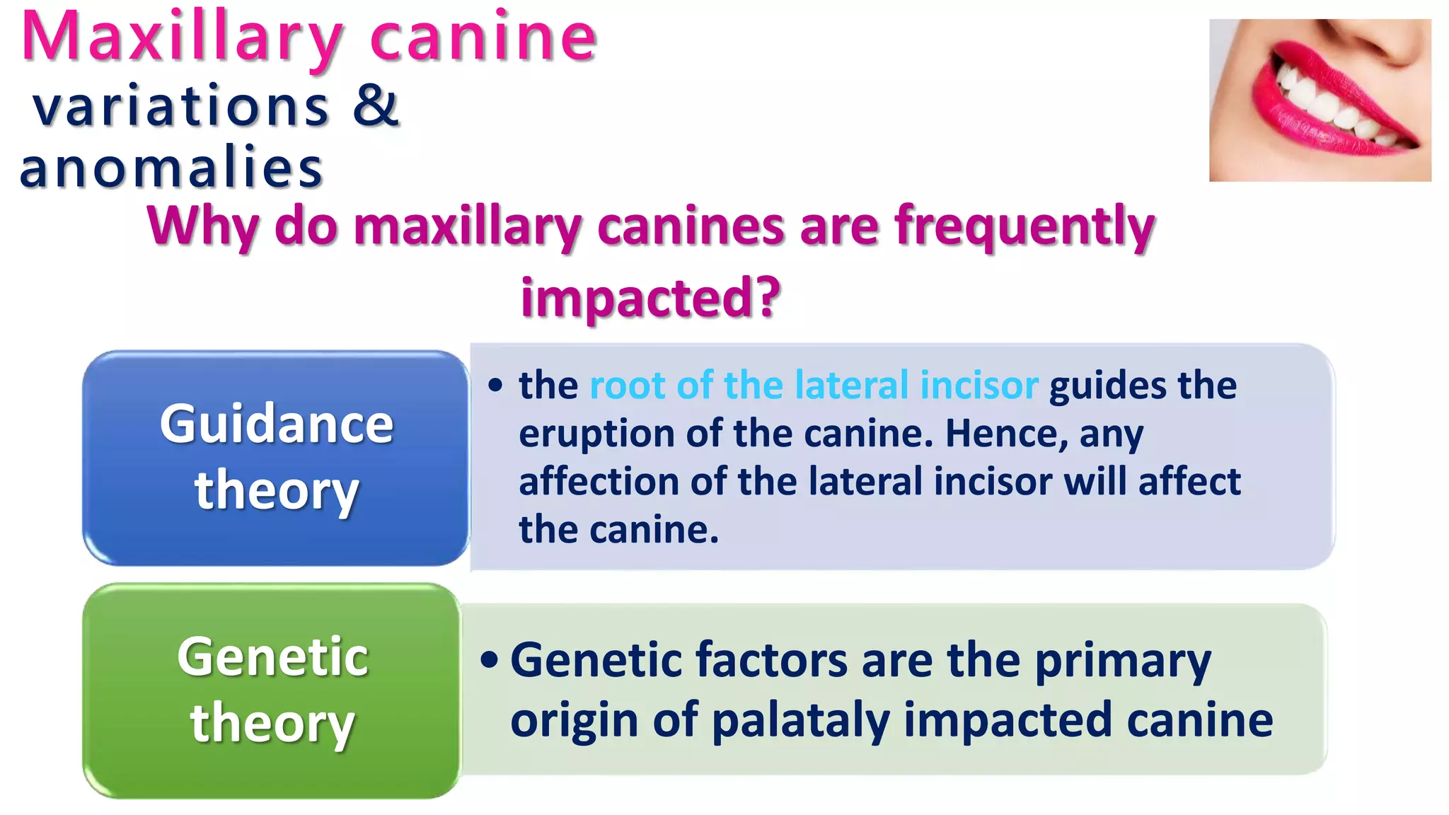 Maxillary canine | PPTX | Dental Health | Diseases and Conditions