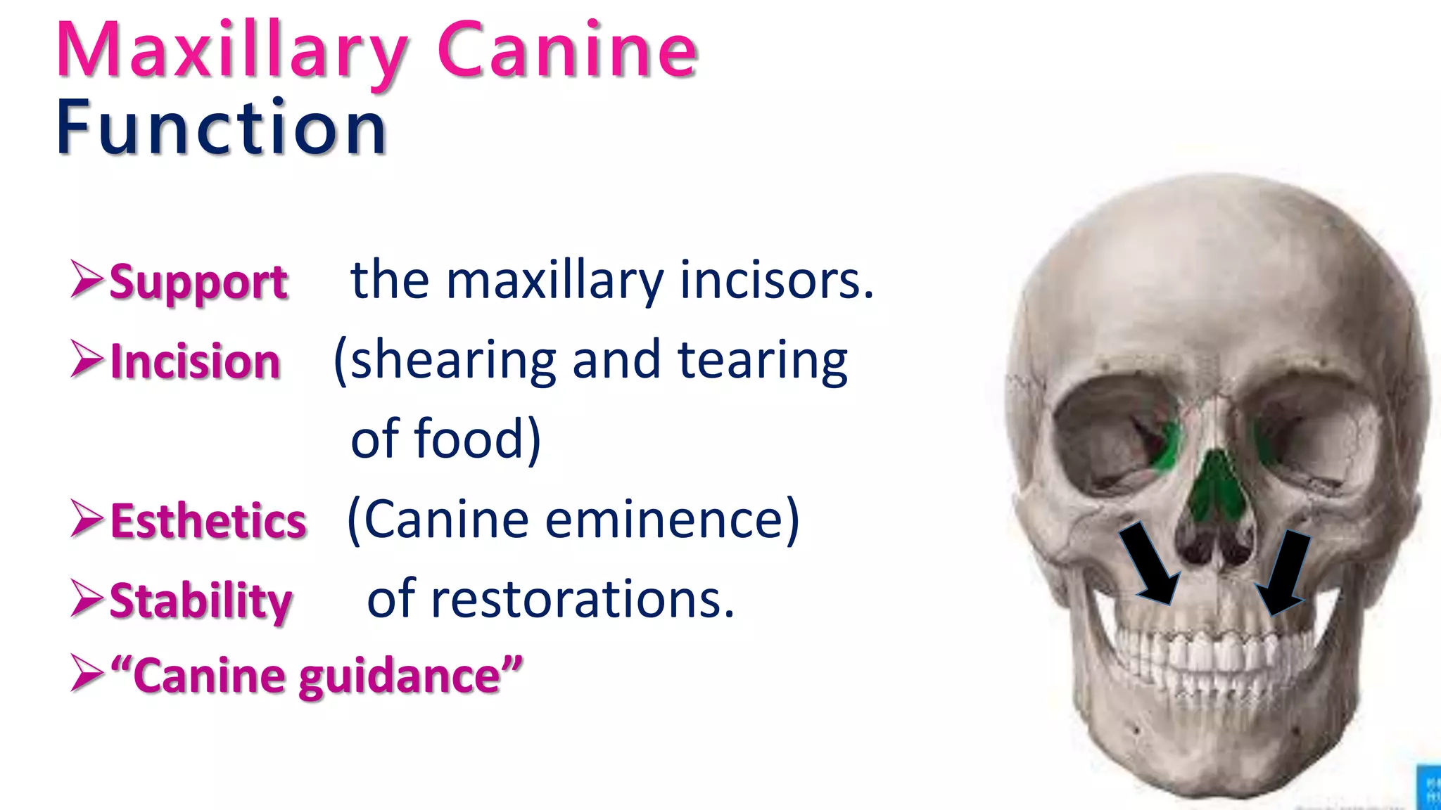 Maxillary canine | PPTX