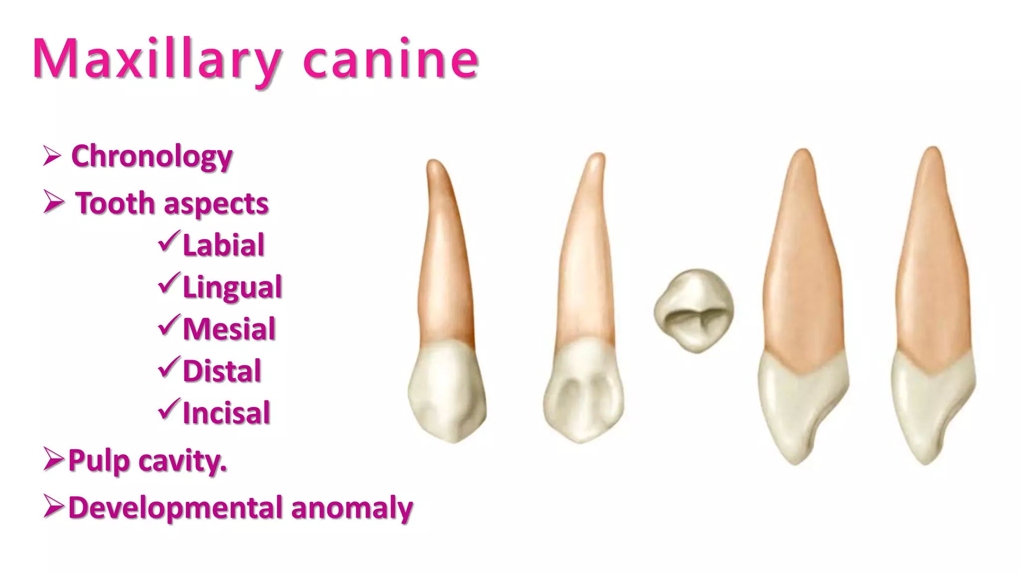 Maxillary canine