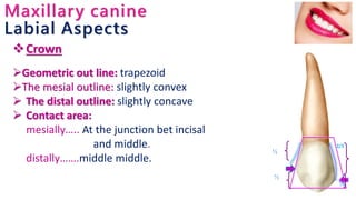 Maxillary canine | PPTX
