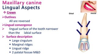 Maxillary canine | PPTX
