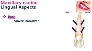 Maxillary canine | PPTX