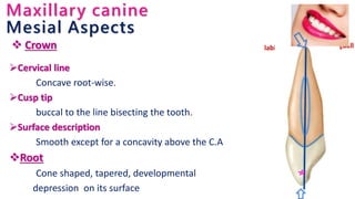 Maxillary canine | PPTX