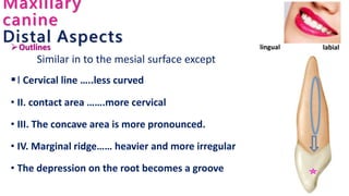 Maxillary canine | PPTX