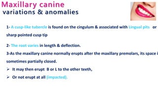 Maxillary canine | PPTX