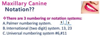 Maxillary canine | PPTX