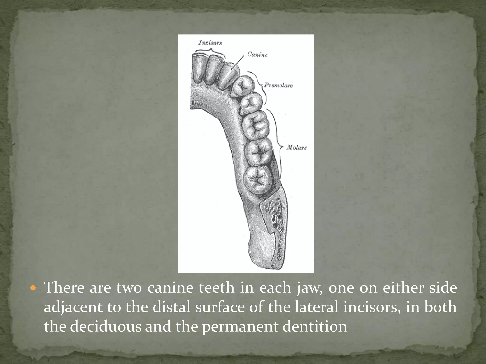 Maxillary Canine.pptx