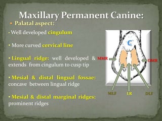 Maxillary Canine.pptx