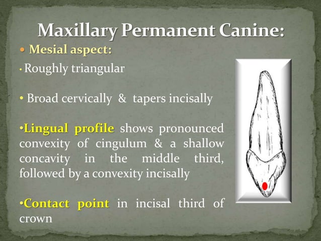 Maxillary Canine.pptx