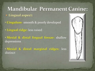 Maxillary Canine.pptx