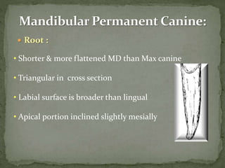 Maxillary Canine.pptx