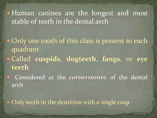 Maxillary Canine.pptx
