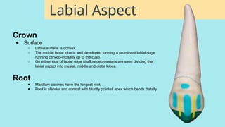Permanent Maxillary canine- anatomy, chronology and developmental ...