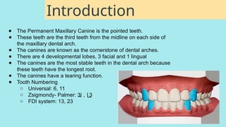 Permanent Maxillary canine- anatomy, chronology and developmental ...