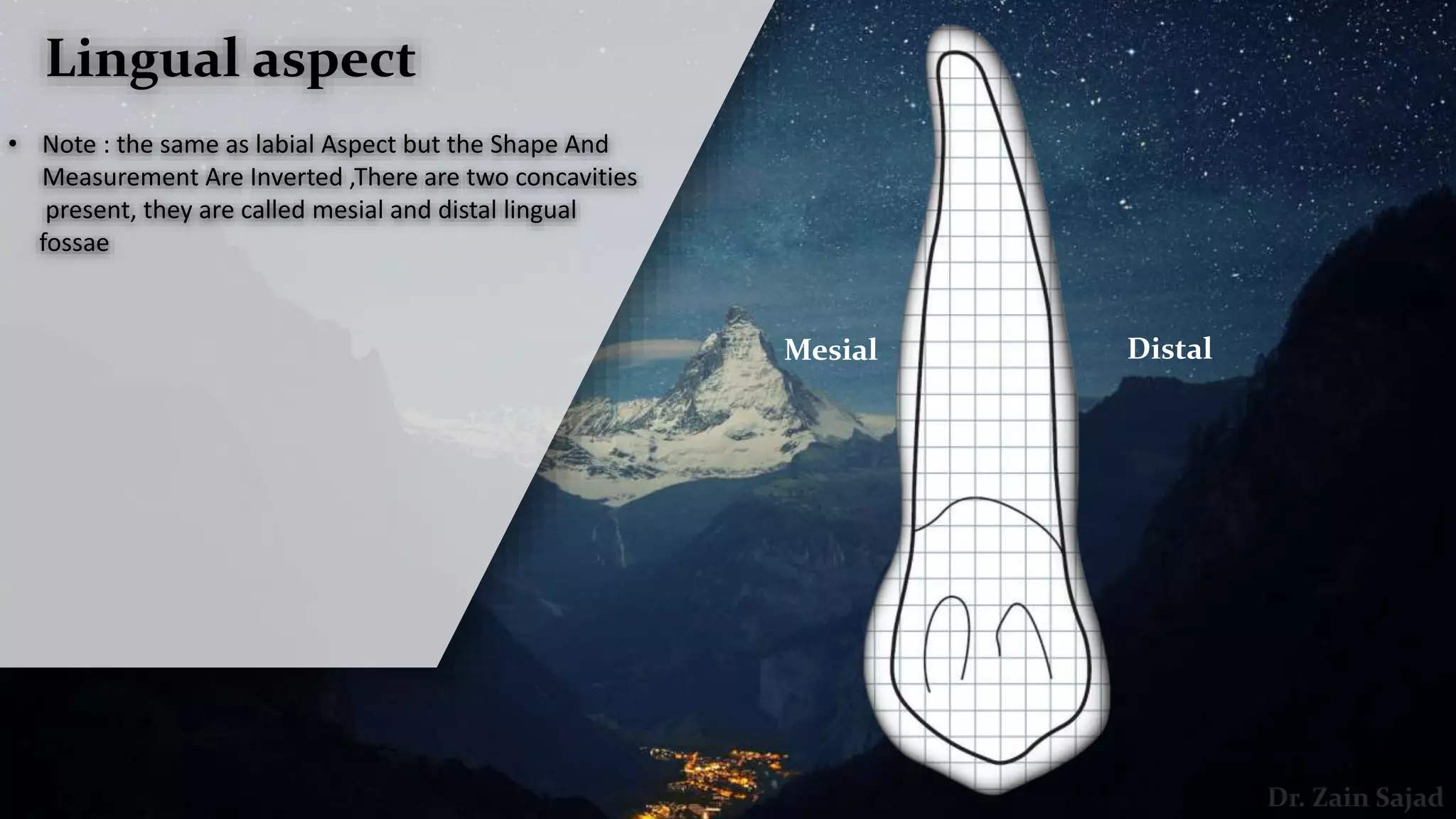 maxillary canine drawing.pptx