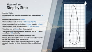 maxillary canine drawing.pptx