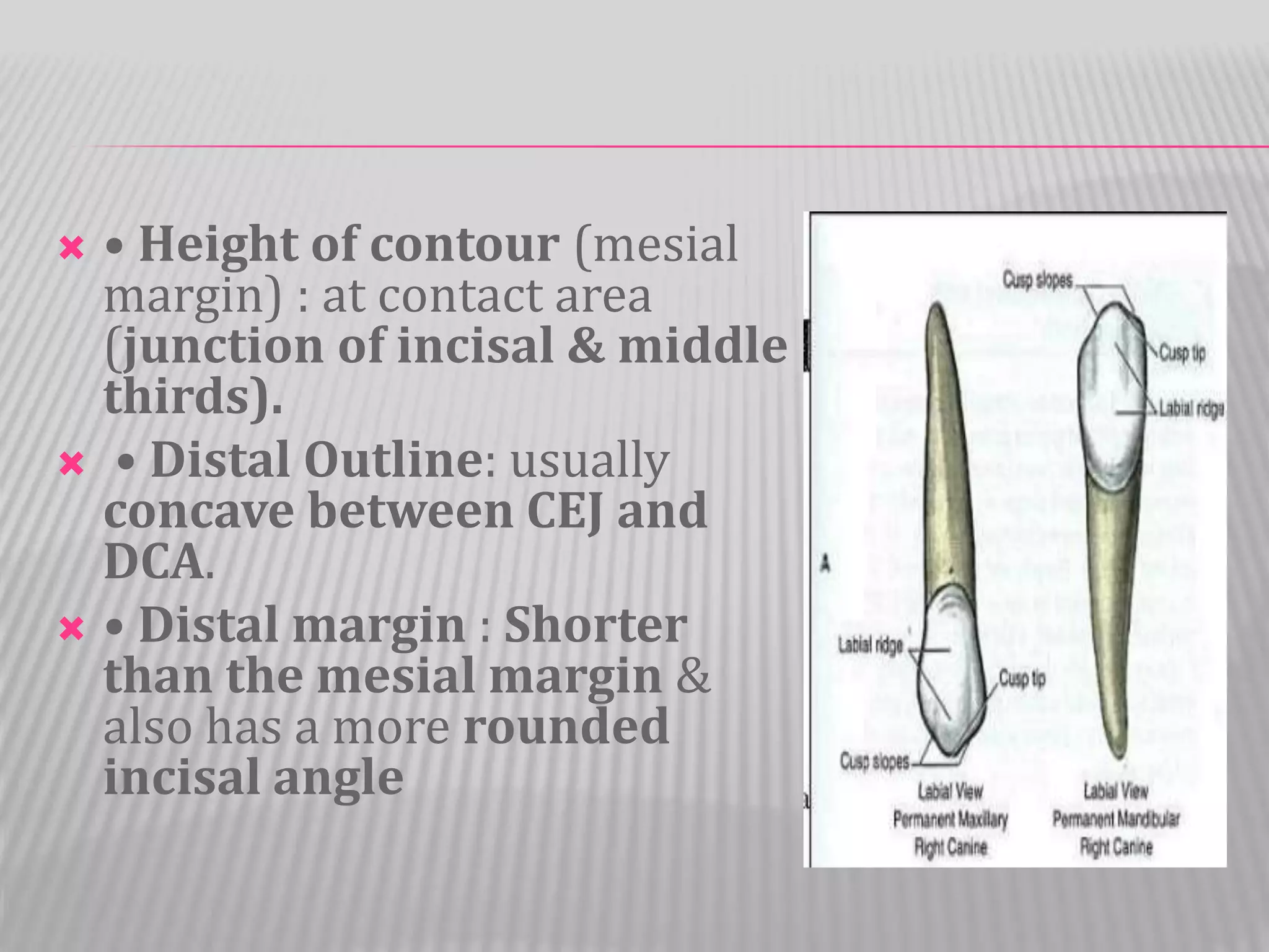 Peramanent Maxillary Canine | PPTX