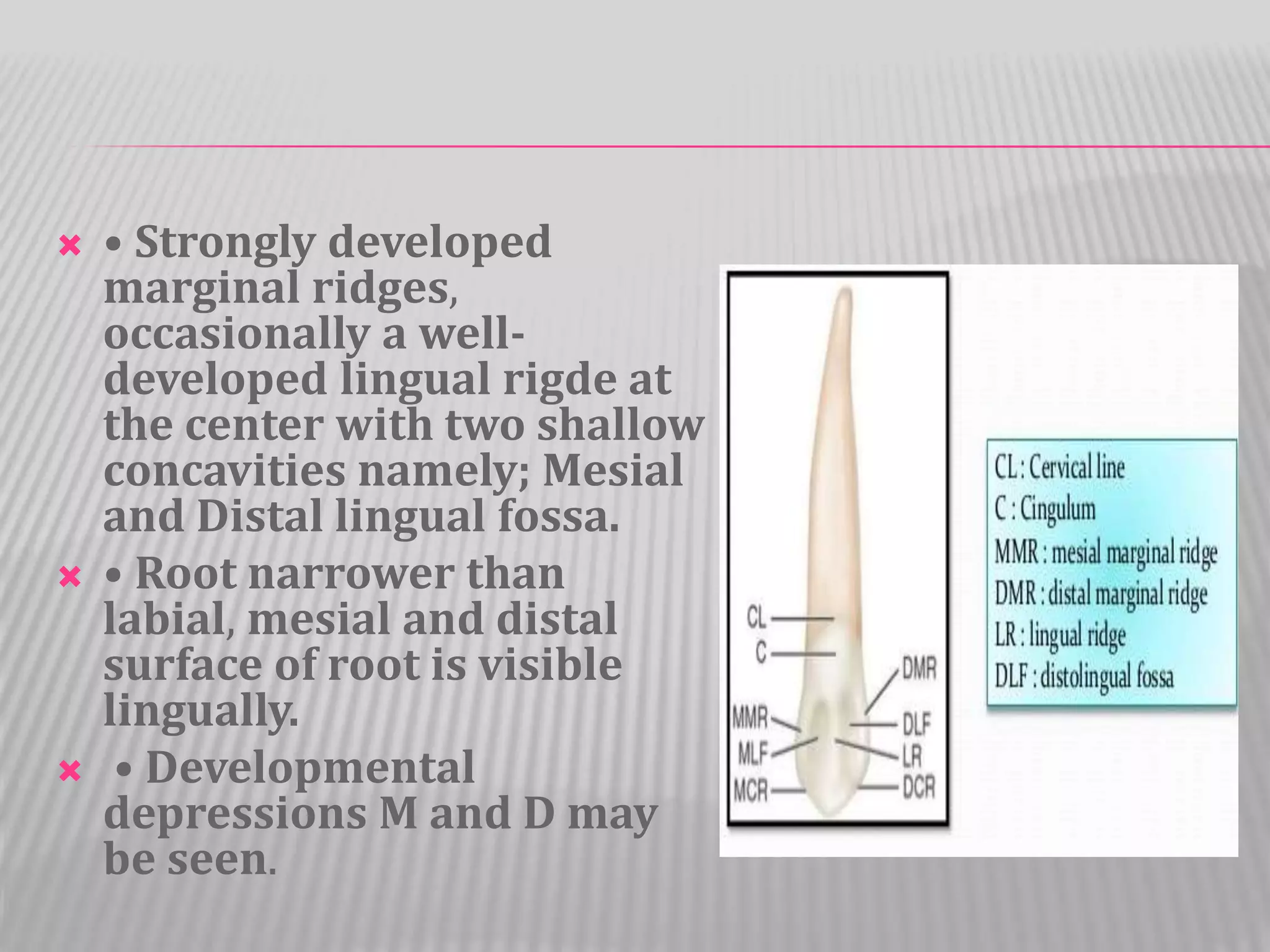 Peramanent Maxillary Canine | PPTX