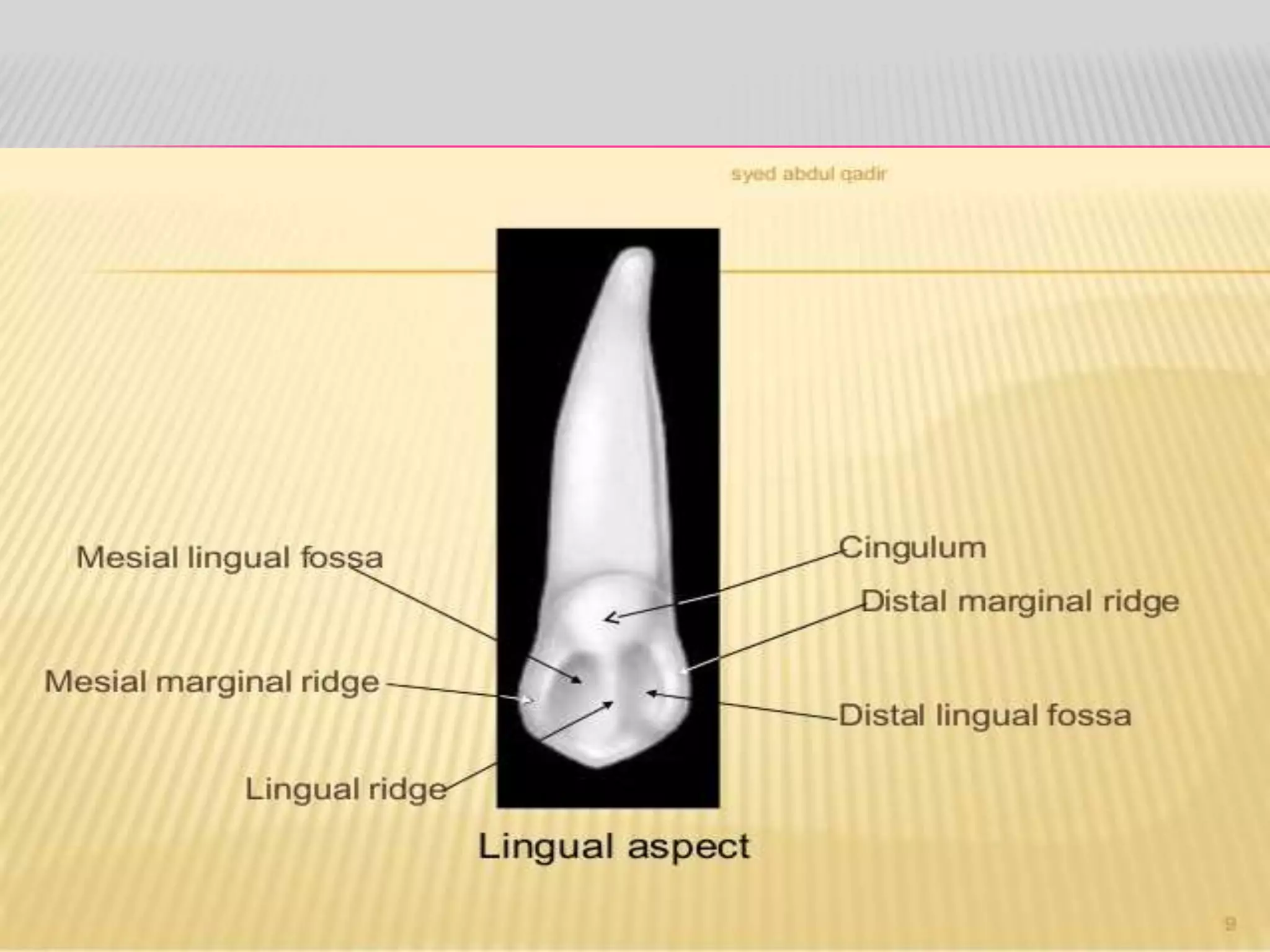 Peramanent Maxillary Canine | PPTX